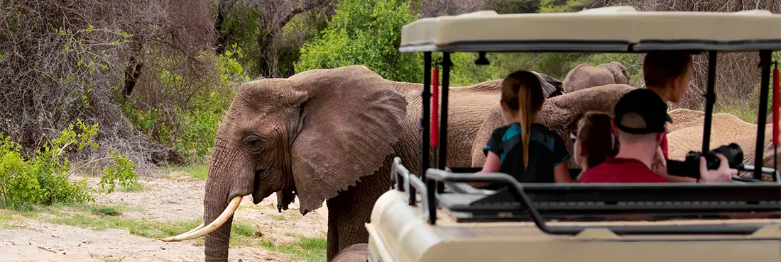 Everything You Need to Know About African Safaris | DW Travel